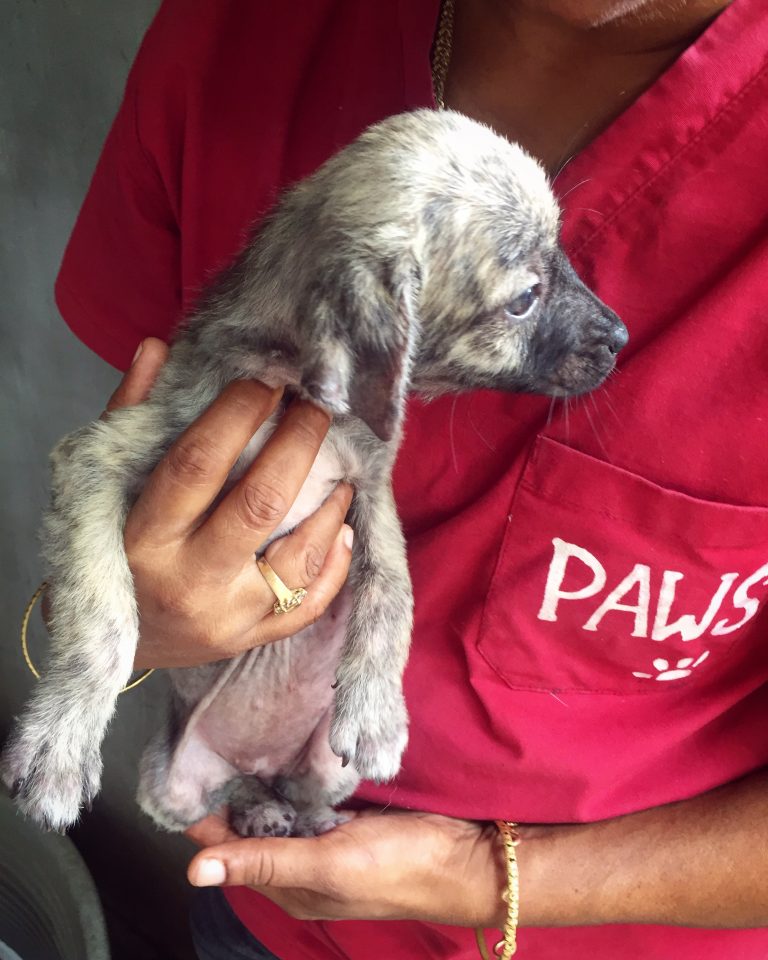 Chiens et chats de l'île Maurice - Association PAWS Mauritius